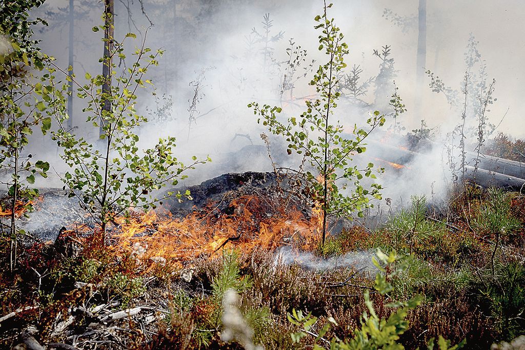 Maastoa palaa Hinthaarassa – Sammutustyöt ovat käynnissä | Itäväylä